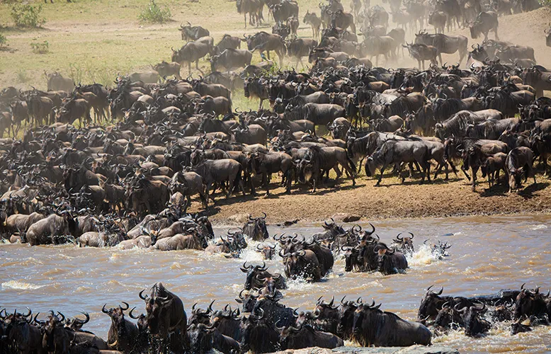 Africa’s Wildebeest Migration Made Simple