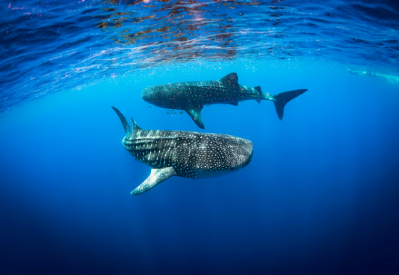 Whale Sharks' Arrival Sparks Excitement for 2018 Season