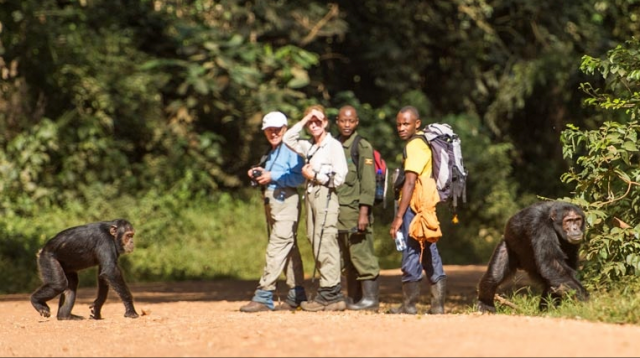 5 Greatest Wildlife Moments from BBC’s Dynasties