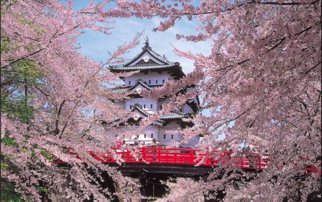 Where to See Cherry Blossoms | A Trail of Tohoku Japan