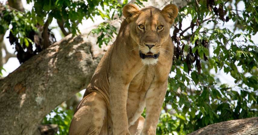 5 Reasons Why Uganda Should Be Your African Safari Choice