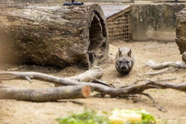 Australia's Taronga Zoo welcomes adorable wombat joey