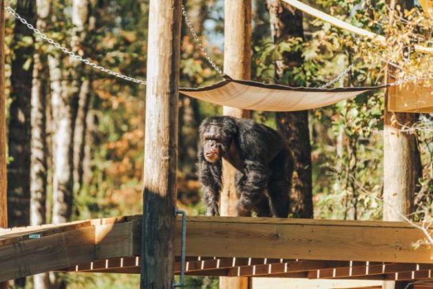 World’s Largest Chimpanzee Sanctuary
