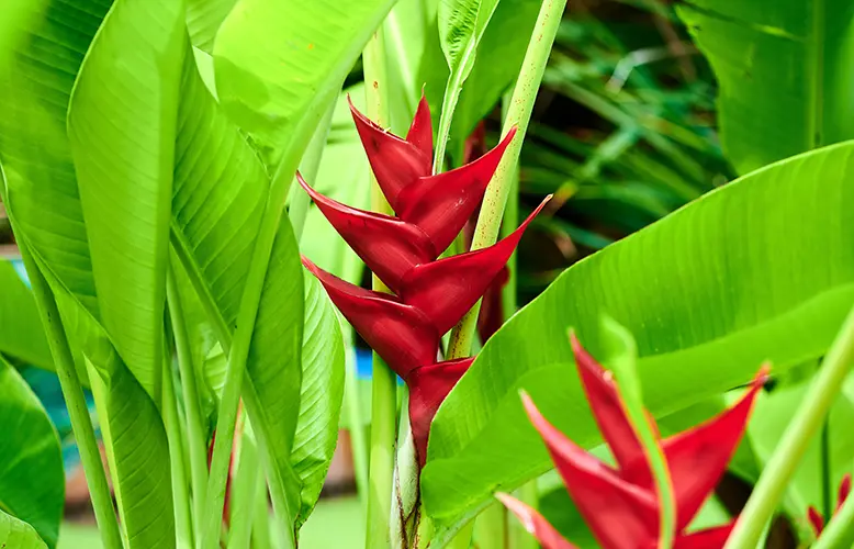 Unveiling Martinique: The “Island of Flowers”