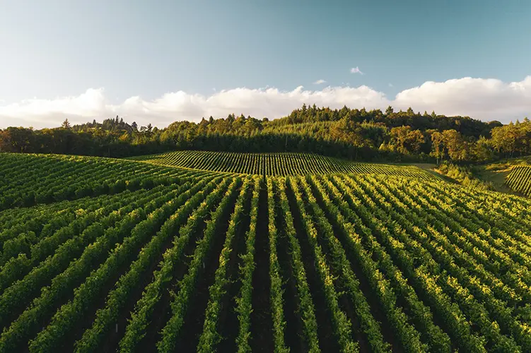 Best Pinot Noir Regions In The World