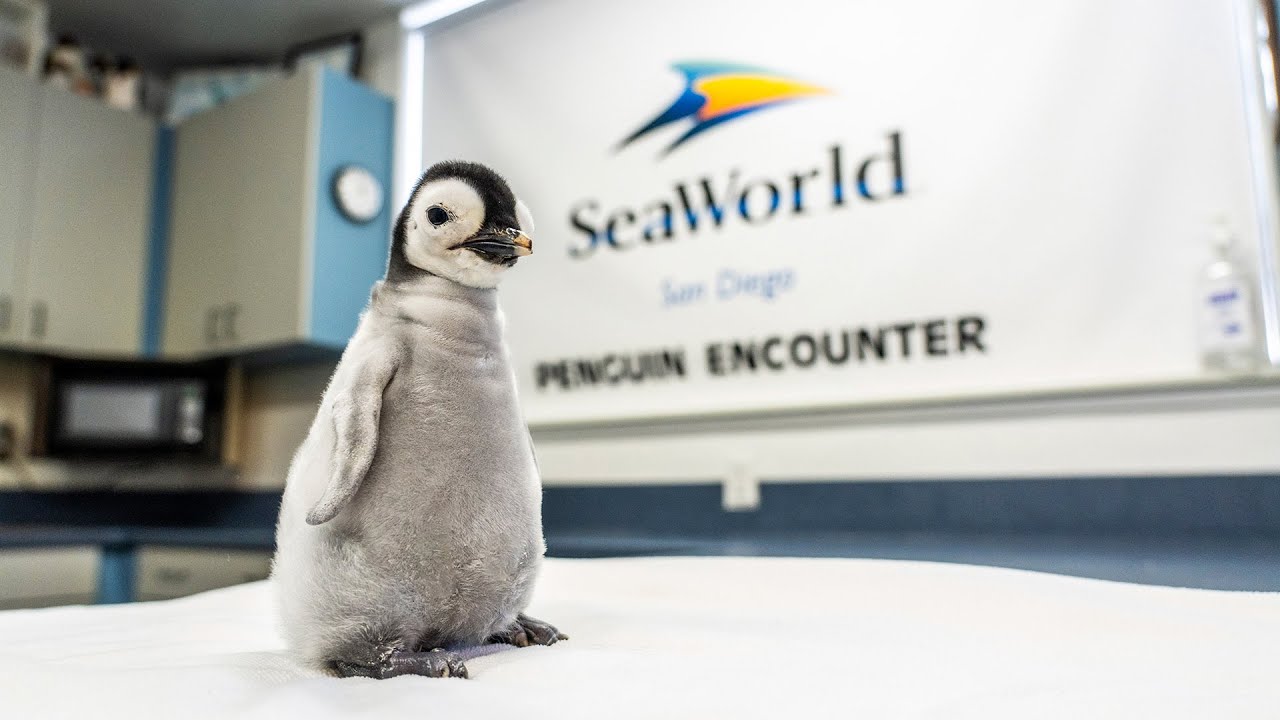 SeaWorld's New Baby Emperor Chick Has a Name