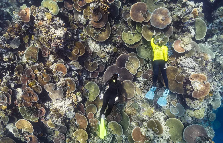 Great Barrier Reef Resilience after Tropical Cyclone Jasper