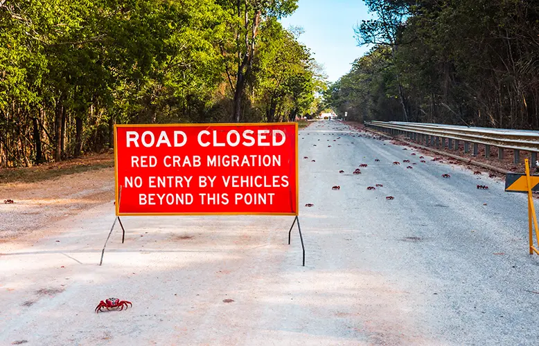 Spectacular Red Crab Migration Unfolds on Christmas Island