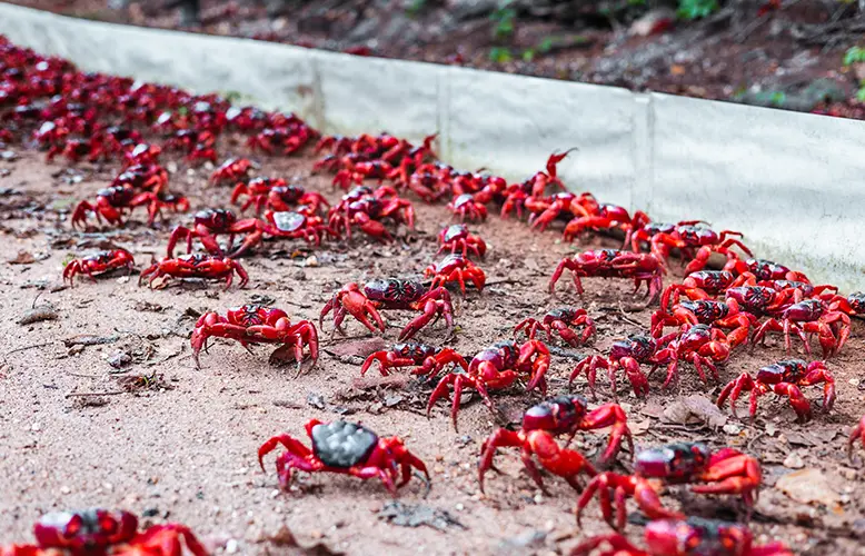 Spectacular Red Crab Migration Unfolds on Christmas Island