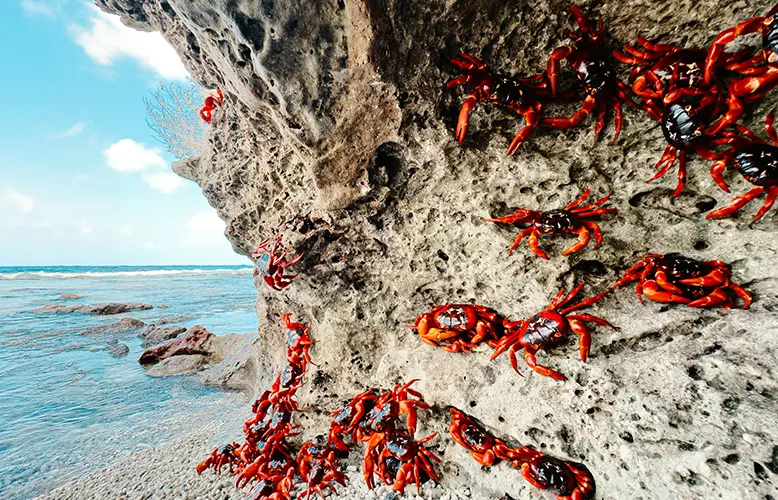 Spectacular Red Crab Migration Unfolds on Christmas Island