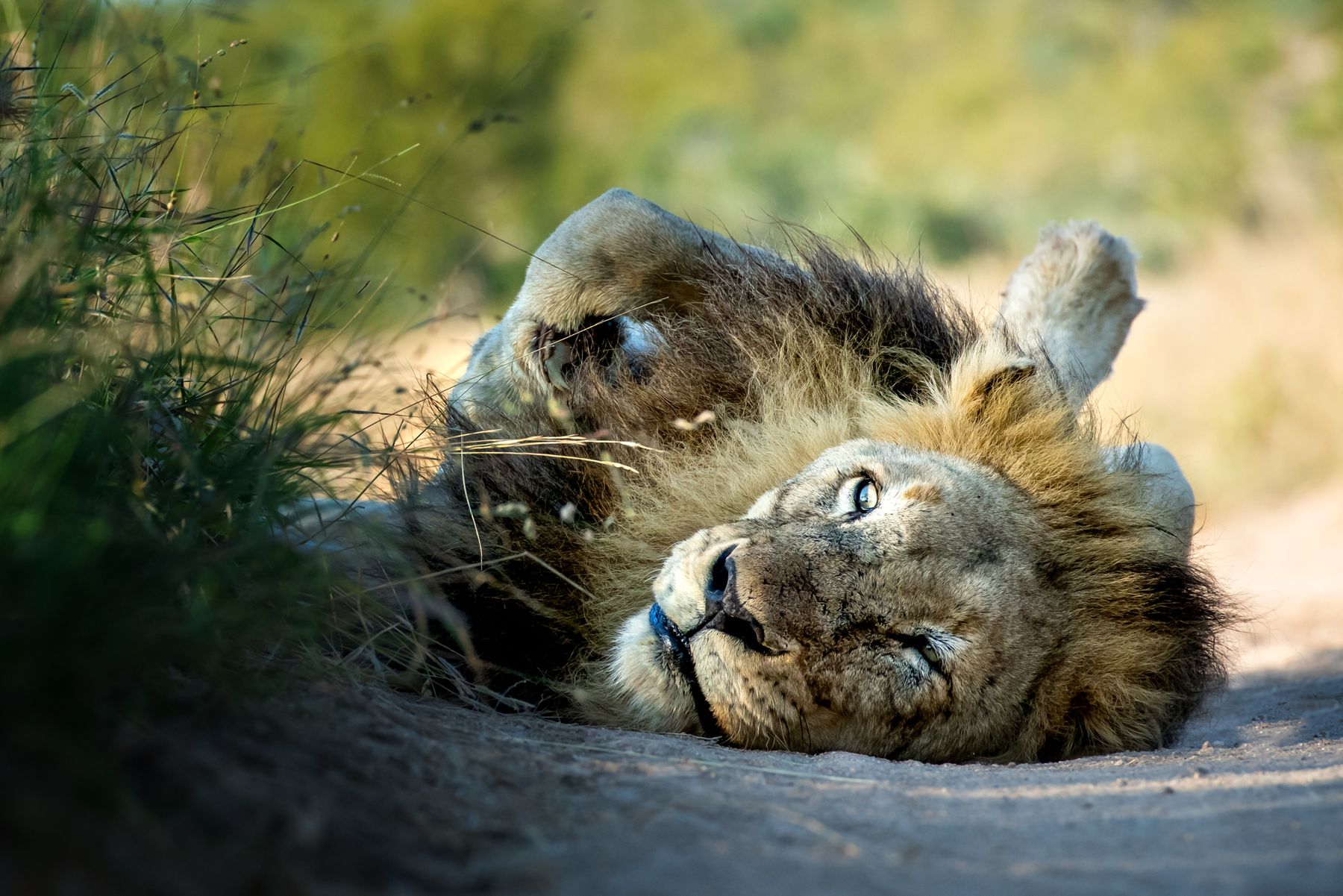 Introducing the First Ultimate Safari Sensory Experience