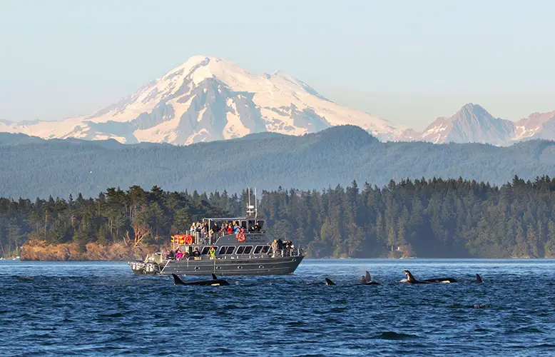 Discover the Wonders of Skagit Valley