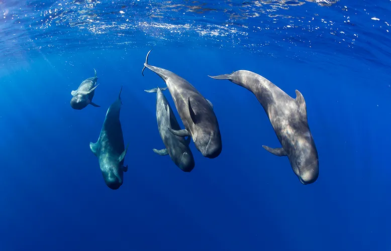 Tenerife Offers Year-Round Whale Watching for Nature Enthusiasts